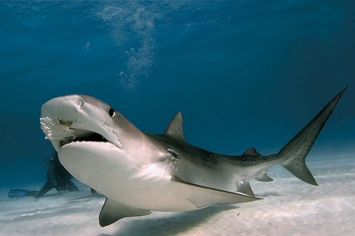 The 2023 Baseball Trading Season – The “Shark Week” Comparison – Dubsism