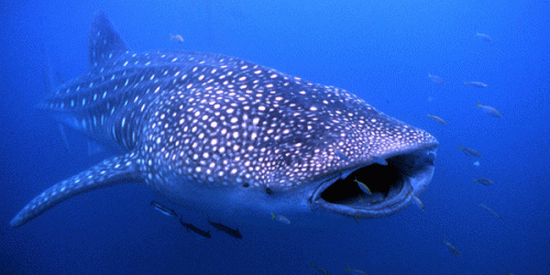The 2023 Baseball Trading Season – The “Shark Week” Comparison – Dubsism